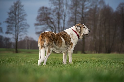 EL MASTÍN,SU EDUCACIÓN Y MANEJO. SUS CARACTERÍSTICAS COMO PERRO ...