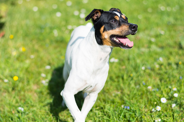 EL RATONERO ANDALUZ, UN COMPAÑERO ESENCIAL EN CUADRAS.